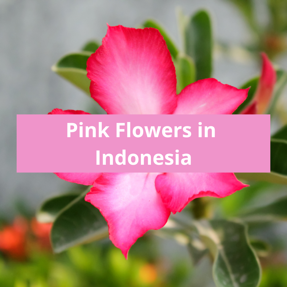 Pink Flowers in Indonesia