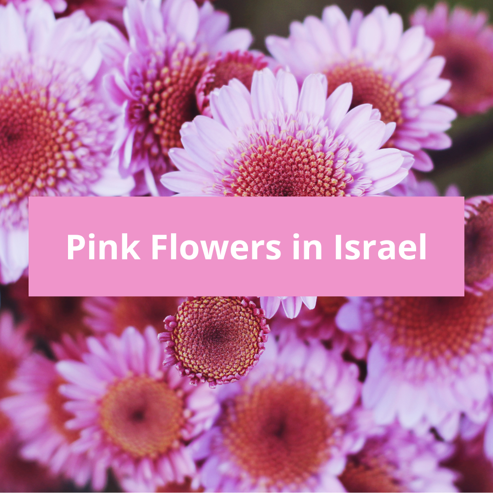 Pink Flowers in Israel