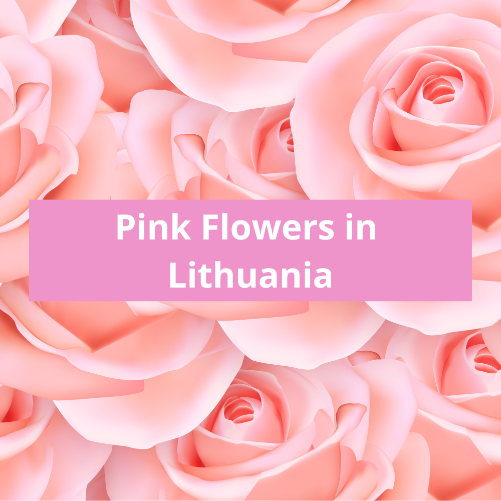 Pink Flowers in Lithuania