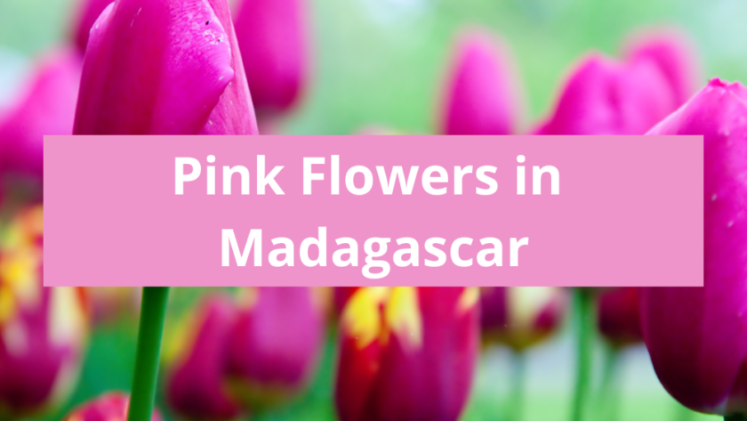 Pink Flowers in Madagascar