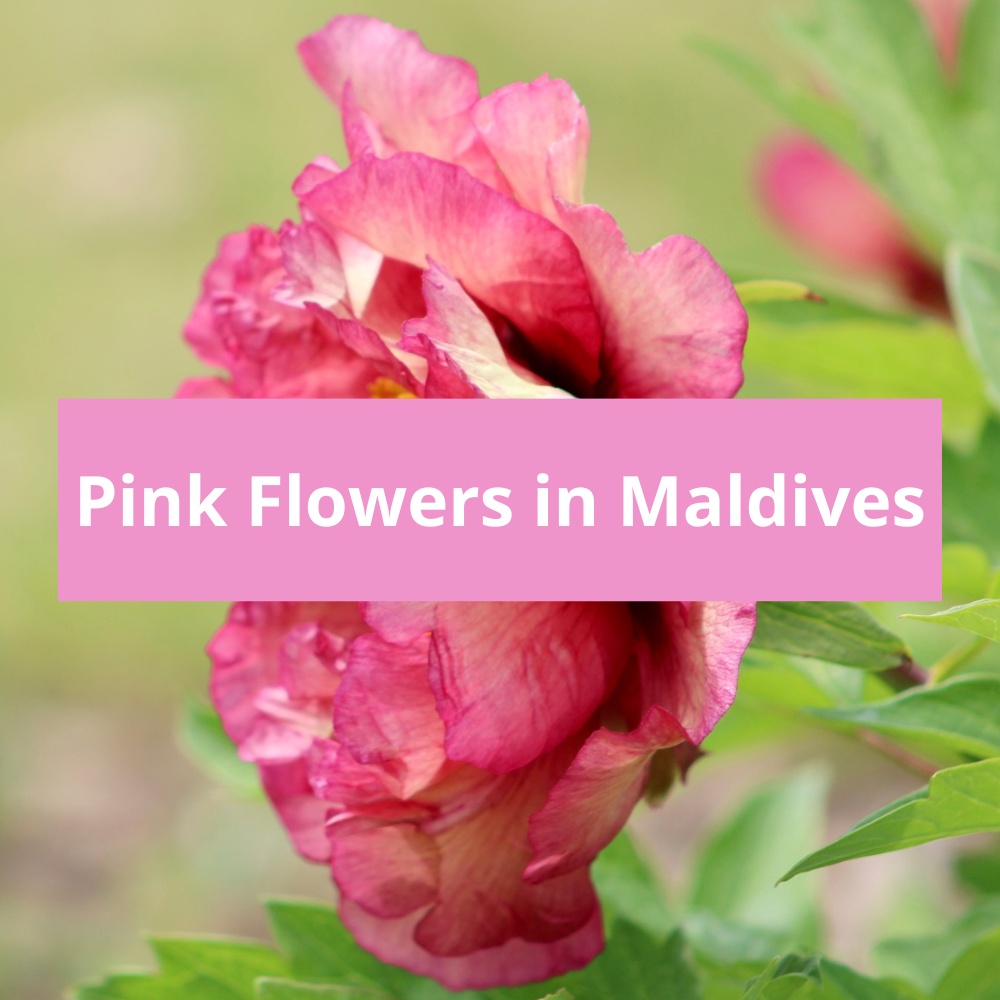 Pink Flowers in Maldives