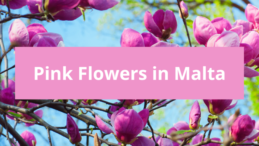 Pink Flowers in Malta
