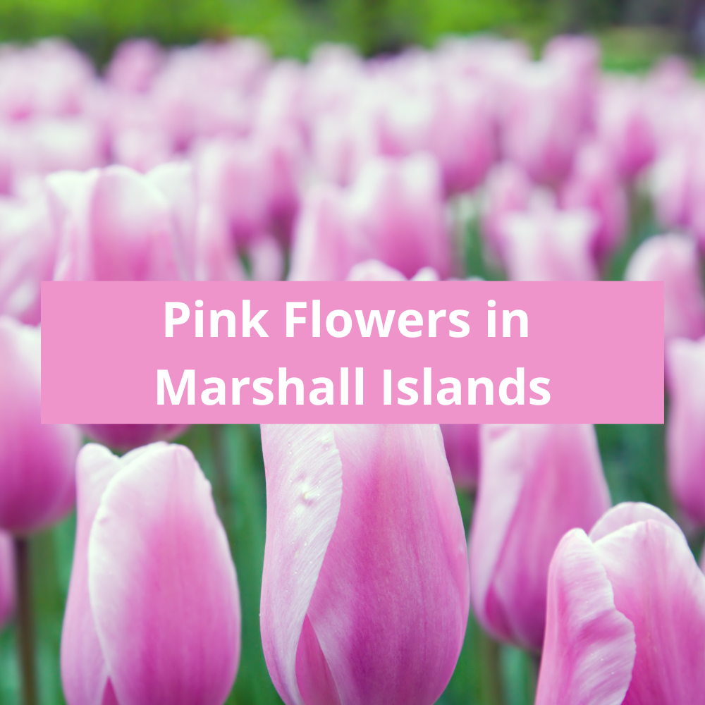 Pink Flowers in Marshall Islands