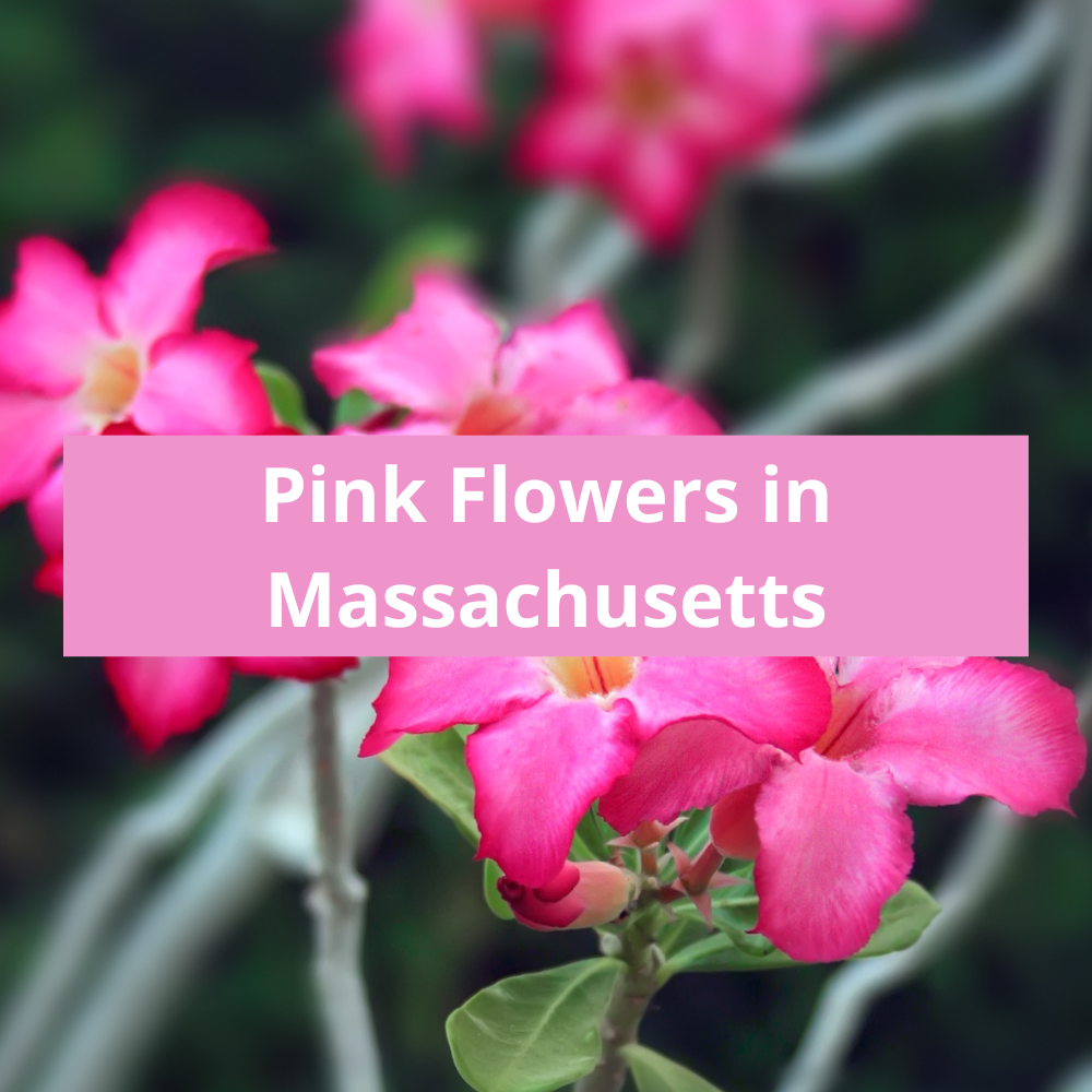 Pink Flowers in Massachusetts