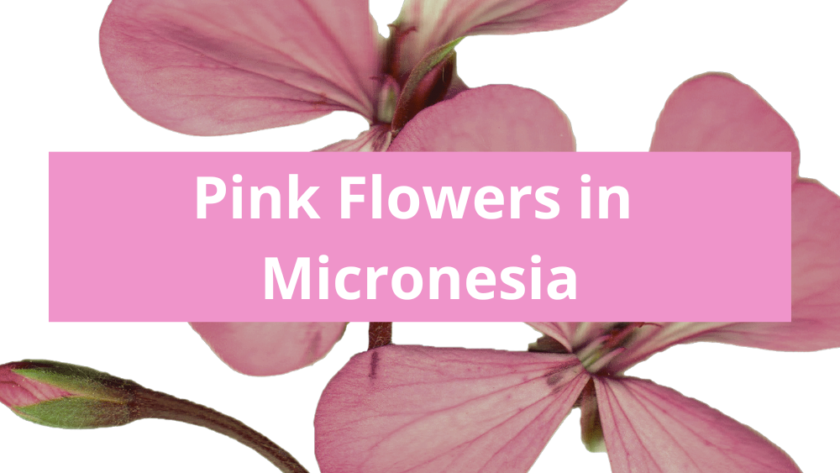 Pink Flowers in Micronesia