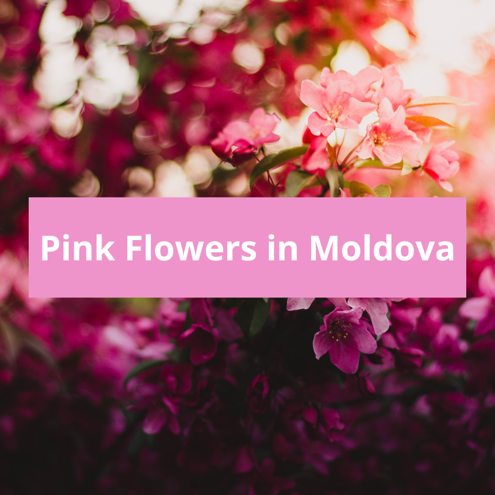 Pink Flowers in Moldova