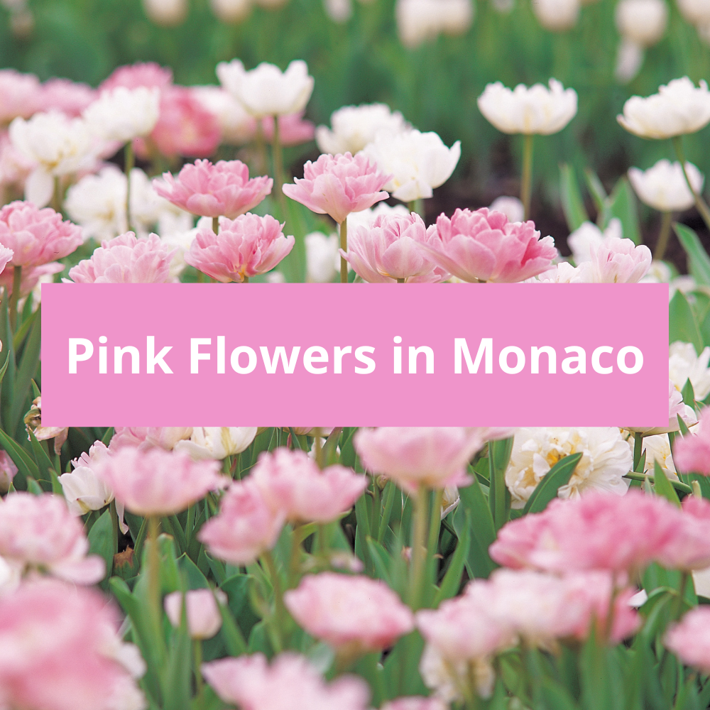 Pink Flowers in Monaco