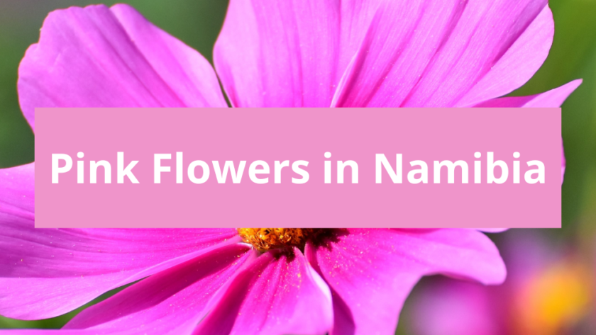 Pink Flowers in Namibia