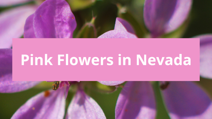Pink Flowers in Nevada