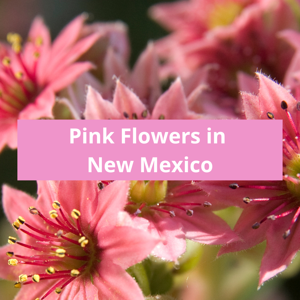Pink Flowers in New Mexico