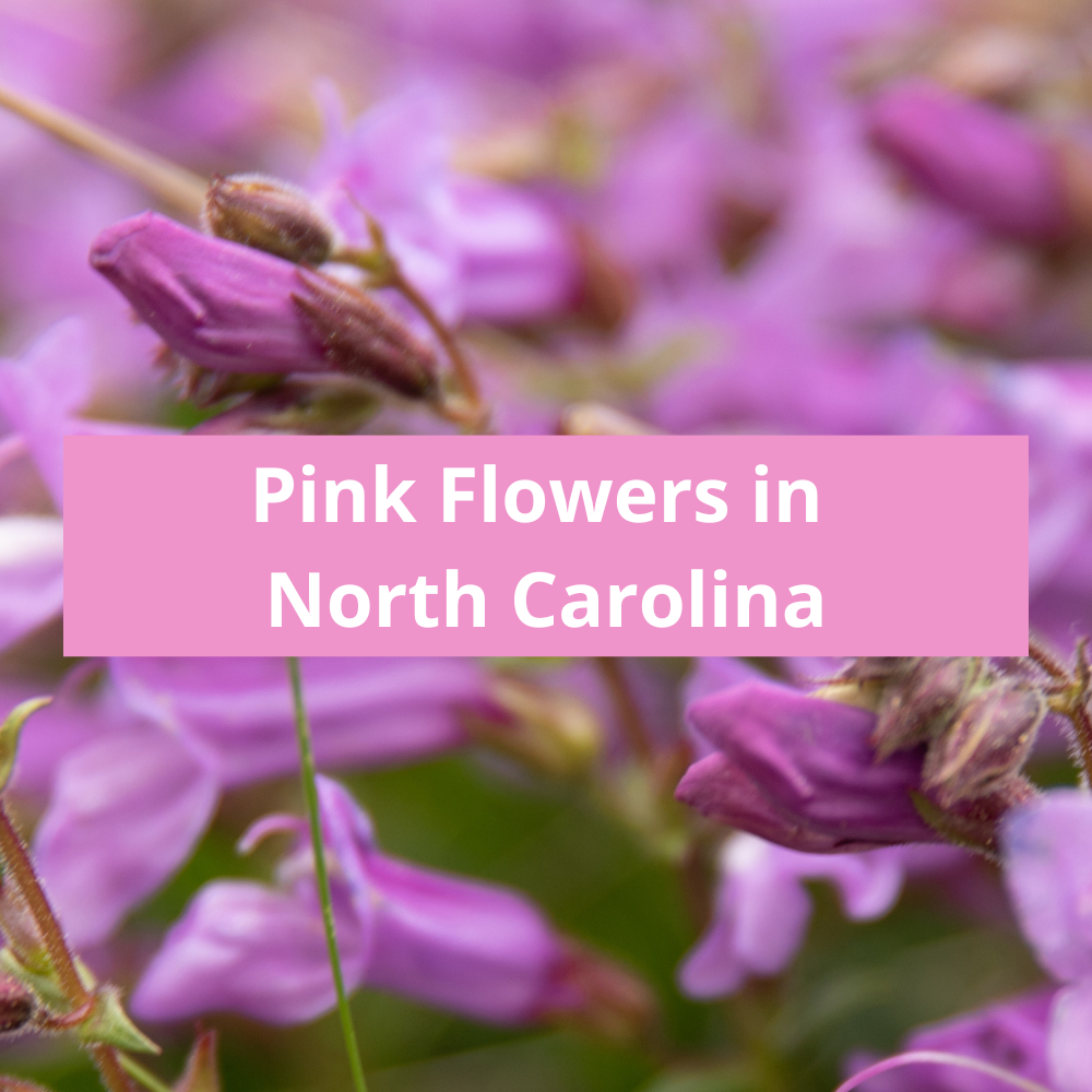Pink Flowers in North Carolina