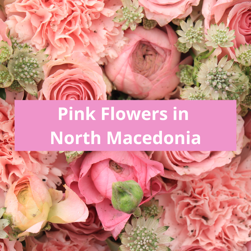 Pink Flowers in North Macedonia