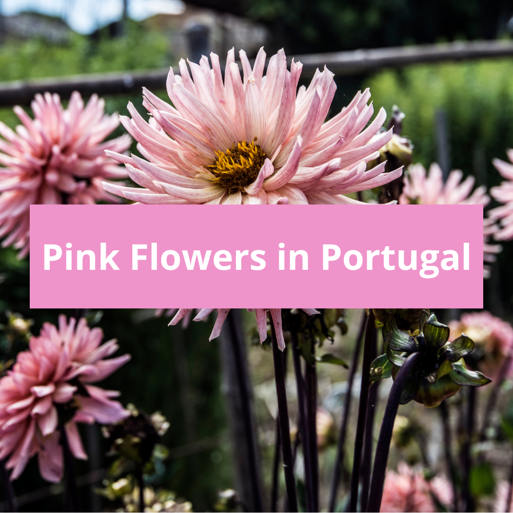 Pink Flowers in Portugal