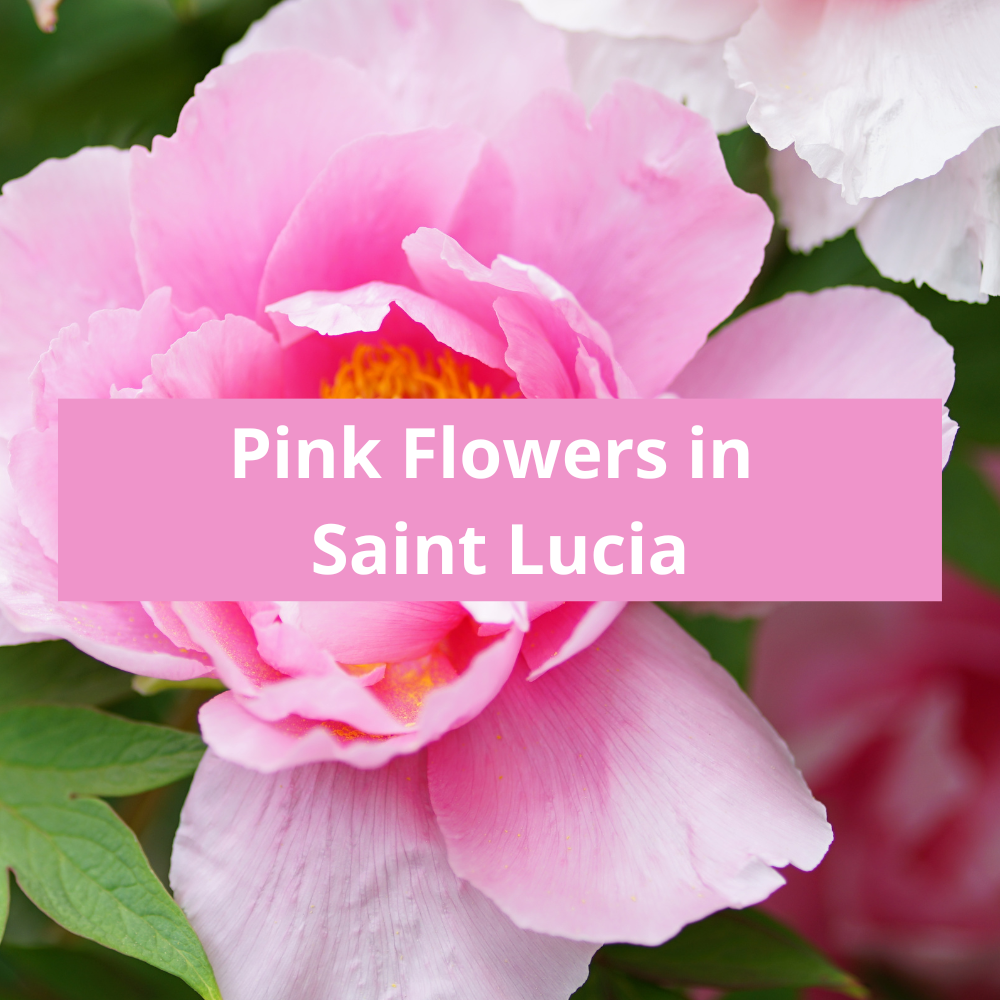 Pink Flowers in Saint Lucia