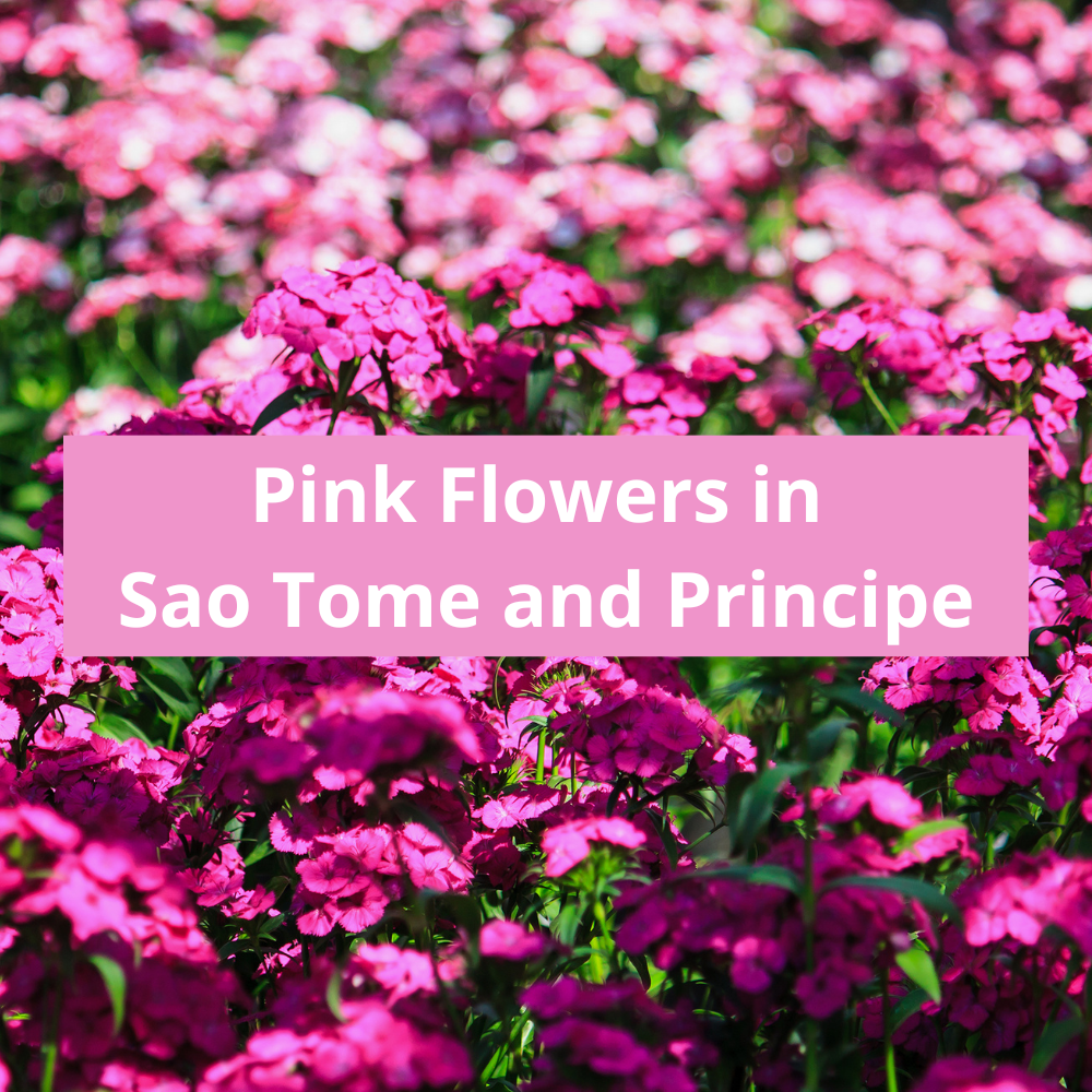 Pink Flowers in Sao Tome and Principe