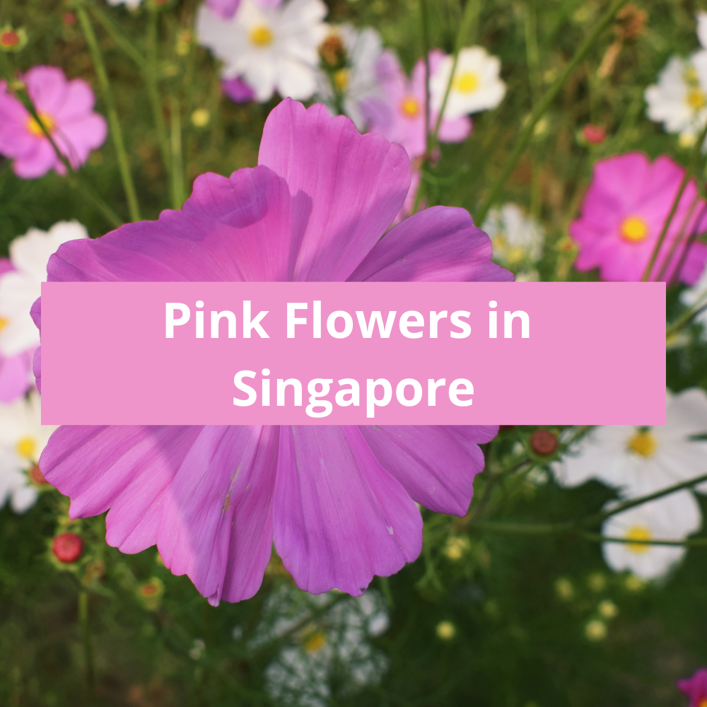 Pink Flowers in Singapore