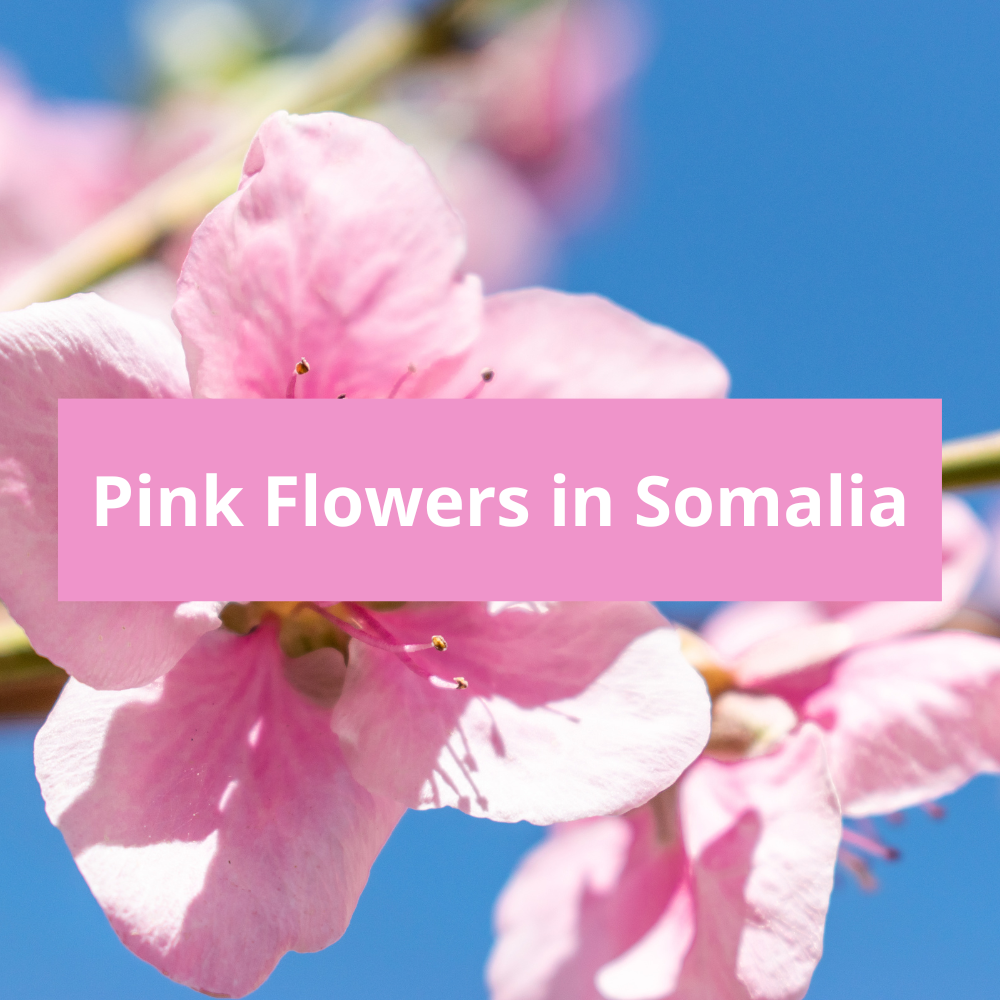 Pink Flowers in Somalia