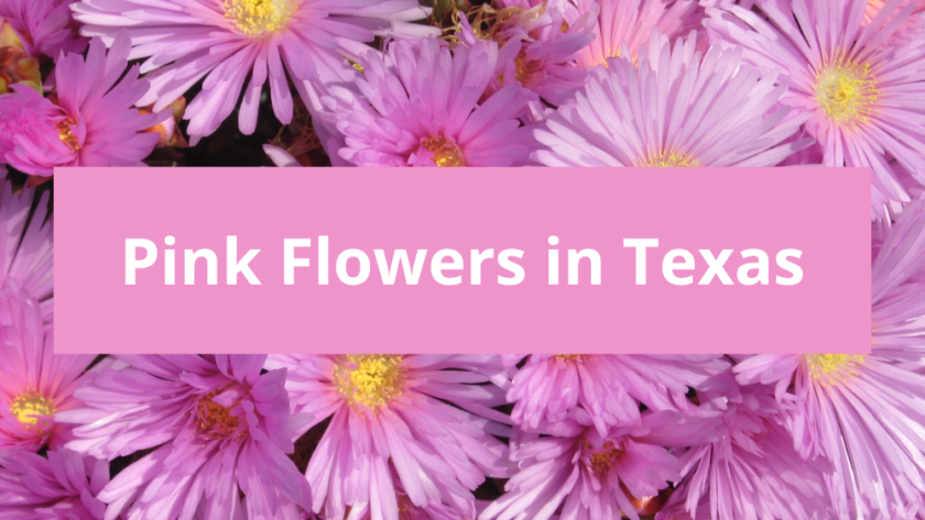 Pink Flowers in Texas
