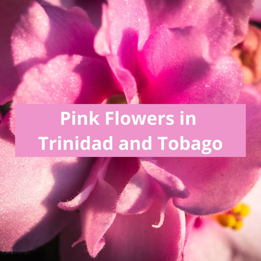 Pink Flowers in Trinidad and Tobago