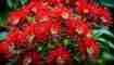 Red Flowers in Samoa