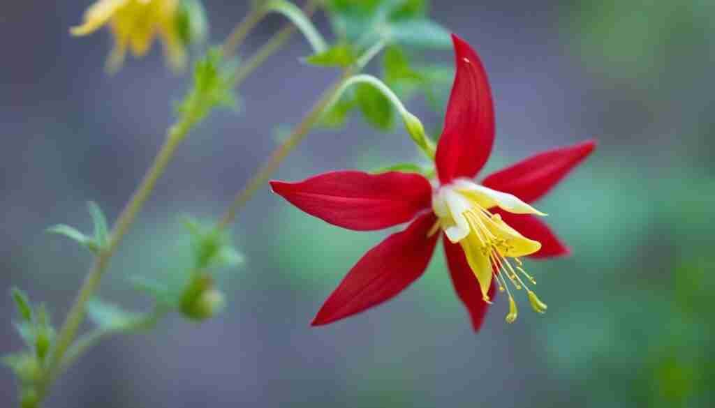 Red Flowers in Kentucky