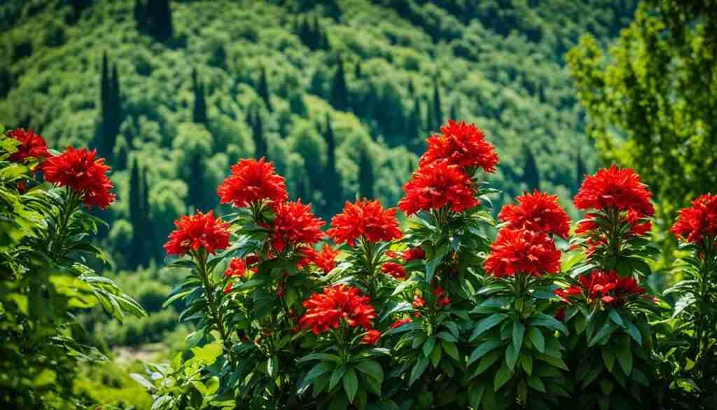 Red Flowers in North Macedonia