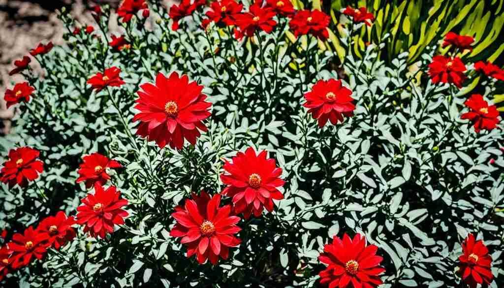 Red Flowers in California