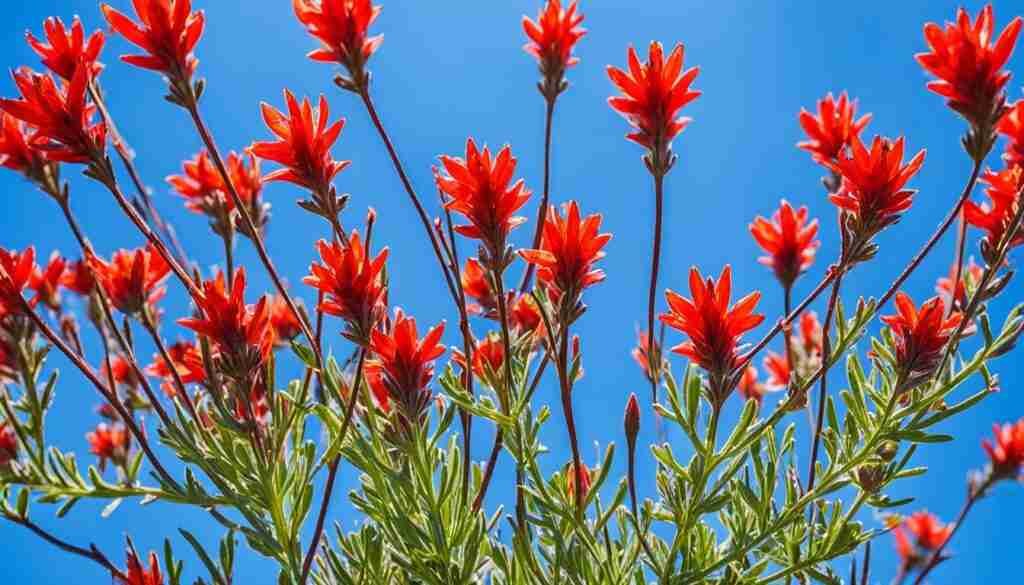 Red Flowers in Georgia