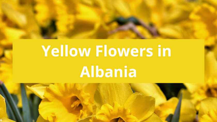 Yellow Flowers in Albania