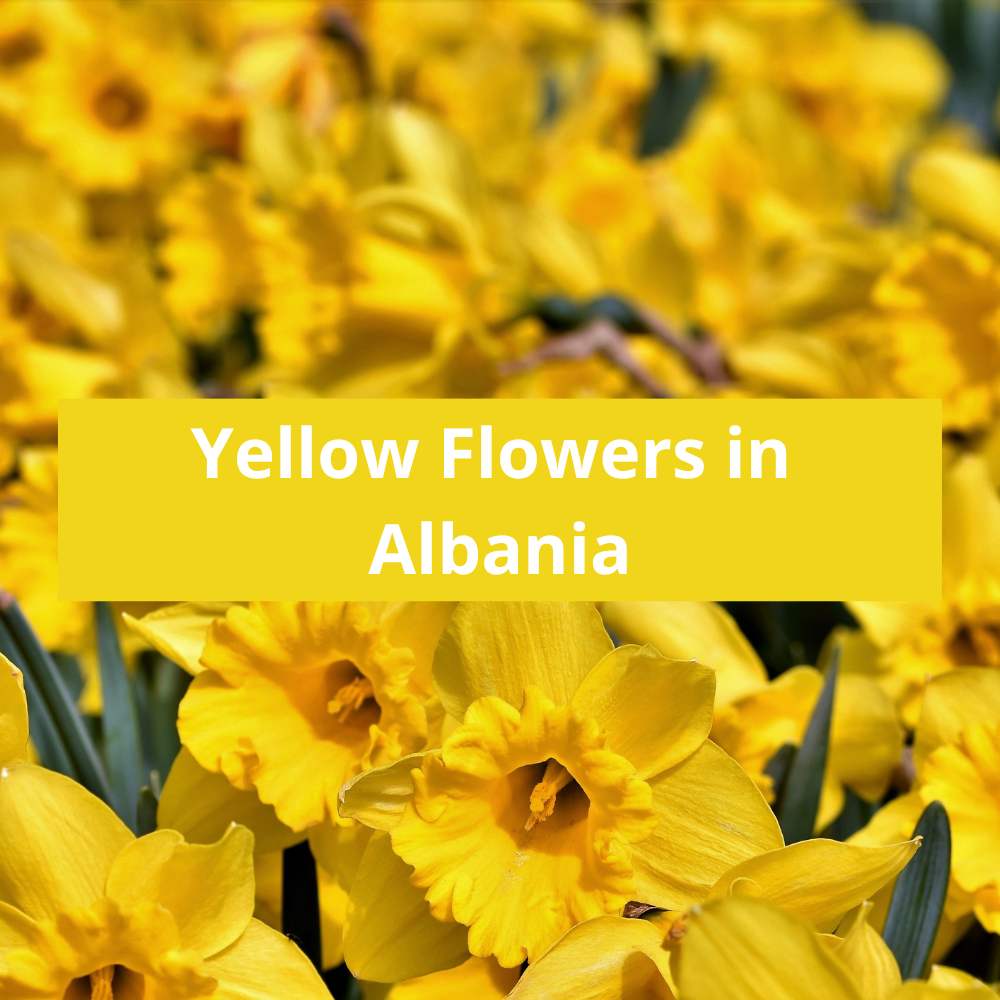 Yellow Flowers in Albania
