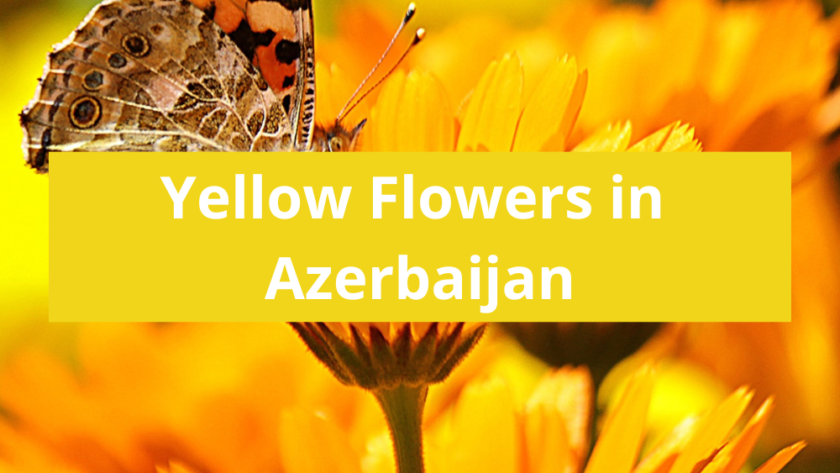 Yellow Flowers in Azerbaijan