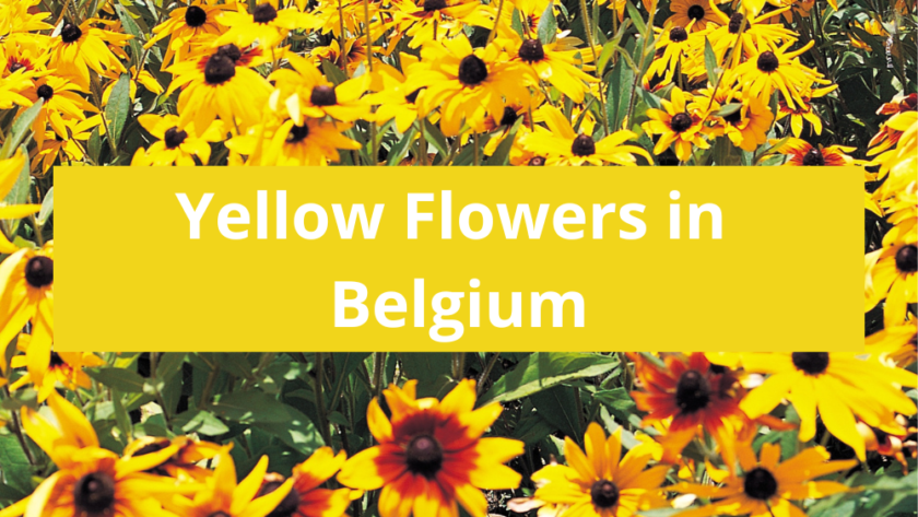 Yellow Flowers in Belgium
