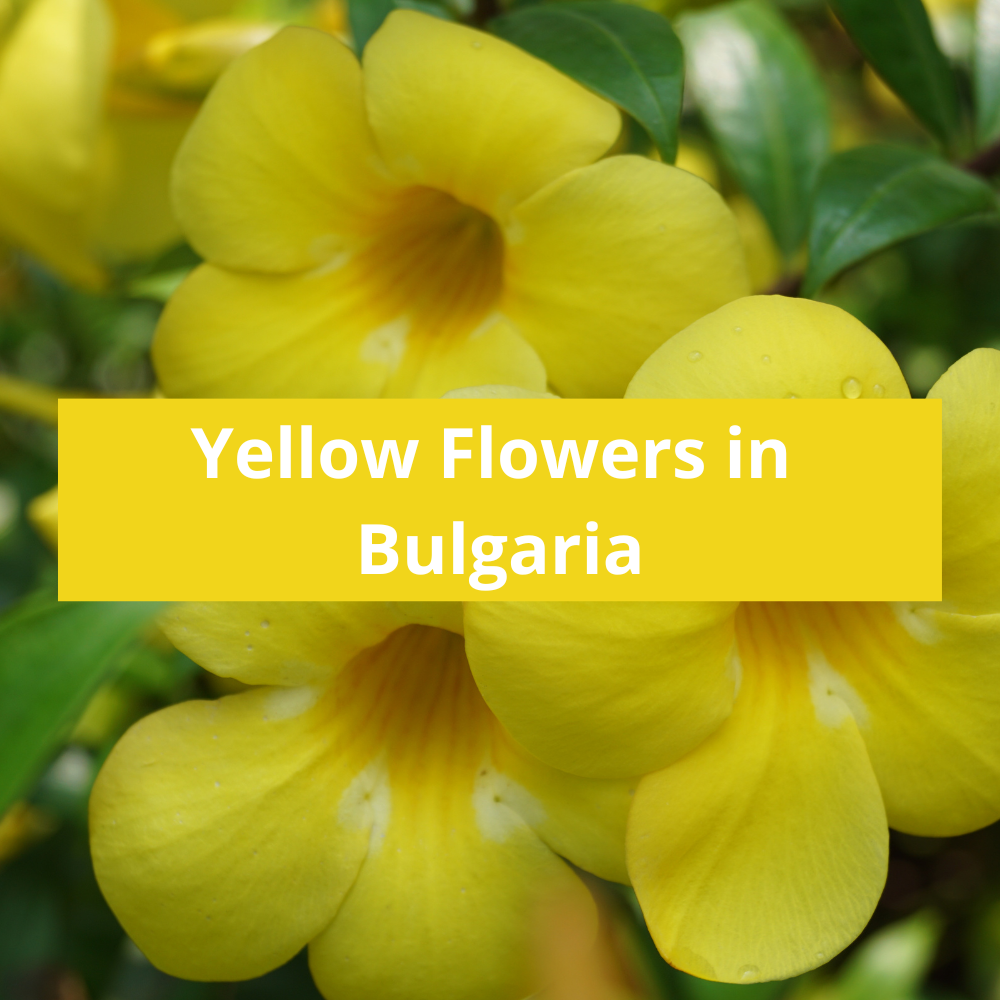 Yellow Flowers in Bulgaria