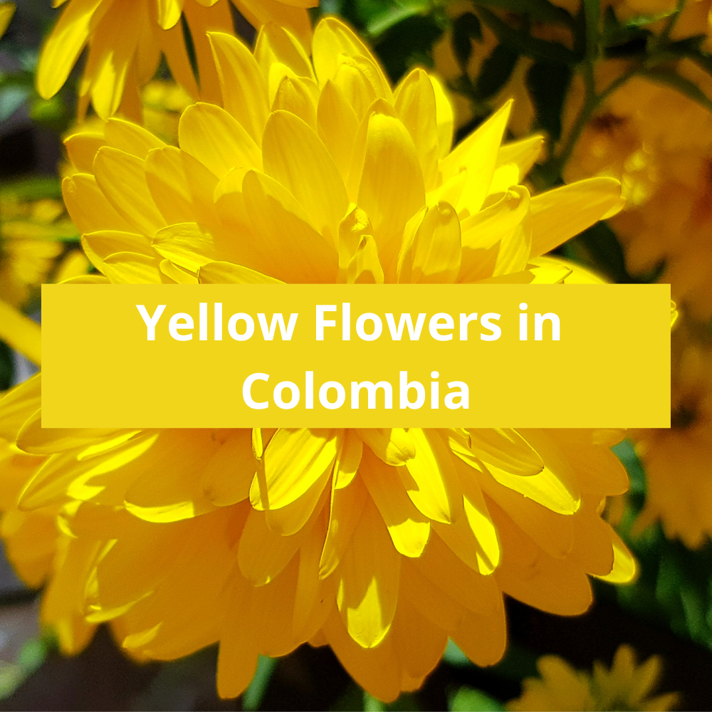 Yellow Flowers in Colombia