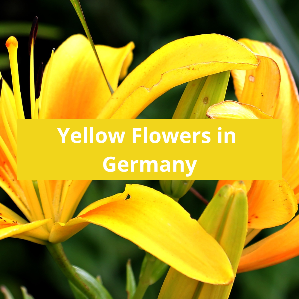 Yellow Flowers in Germany