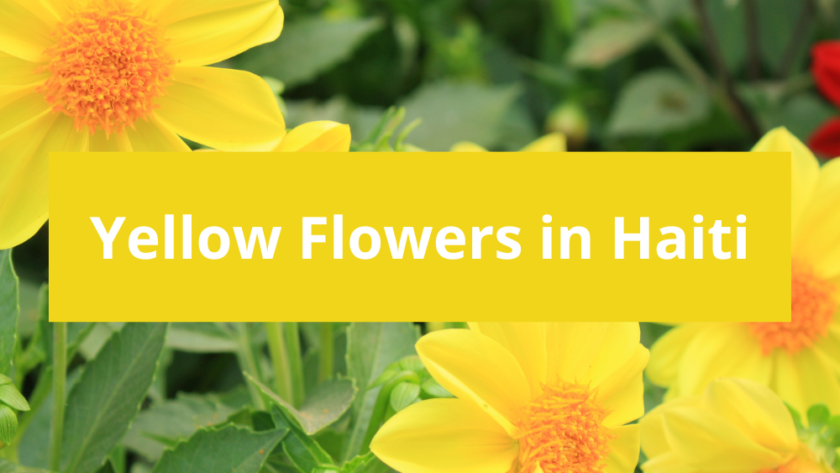 Yellow Flowers in Haiti