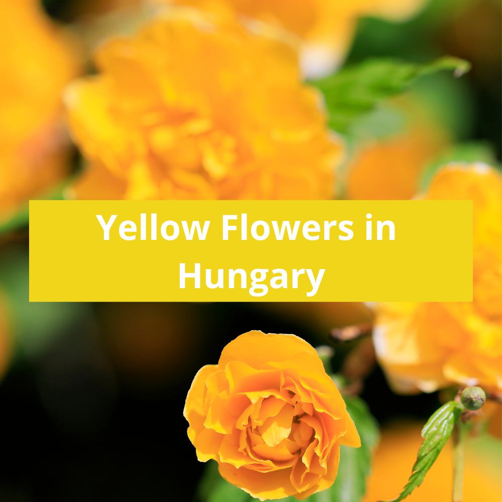 Yellow Flowers in Hungary