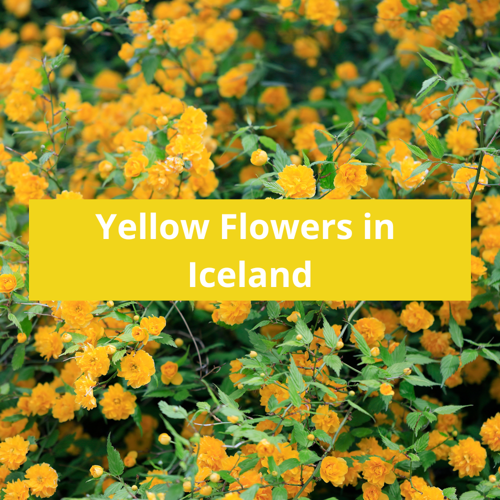 Yellow Flowers in Iceland