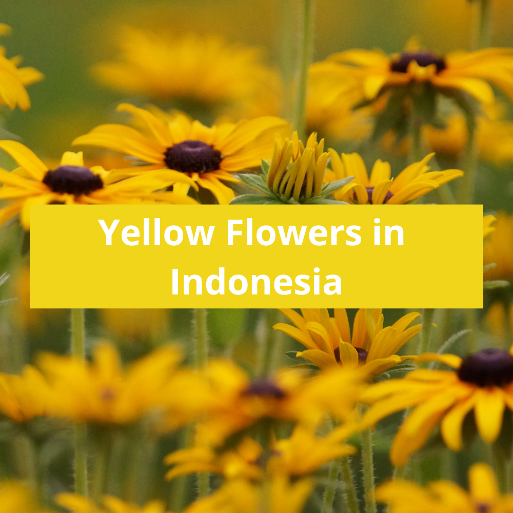 Yellow Flowers in Indonesia