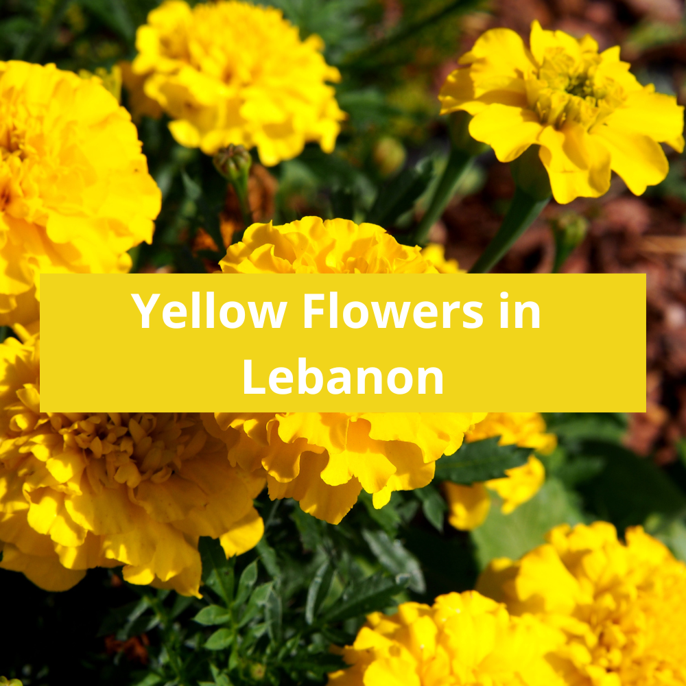 Yellow Flowers in Lebanon