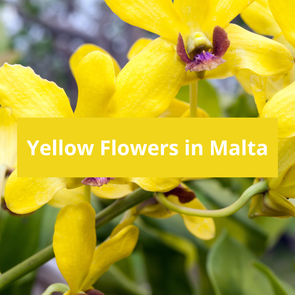 Yellow Flowers in Malta