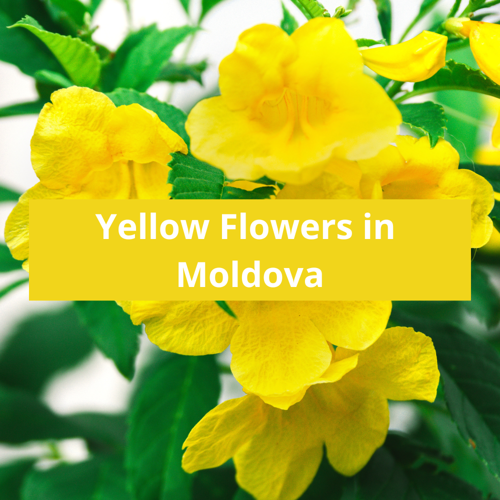 Yellow Flowers in Moldova