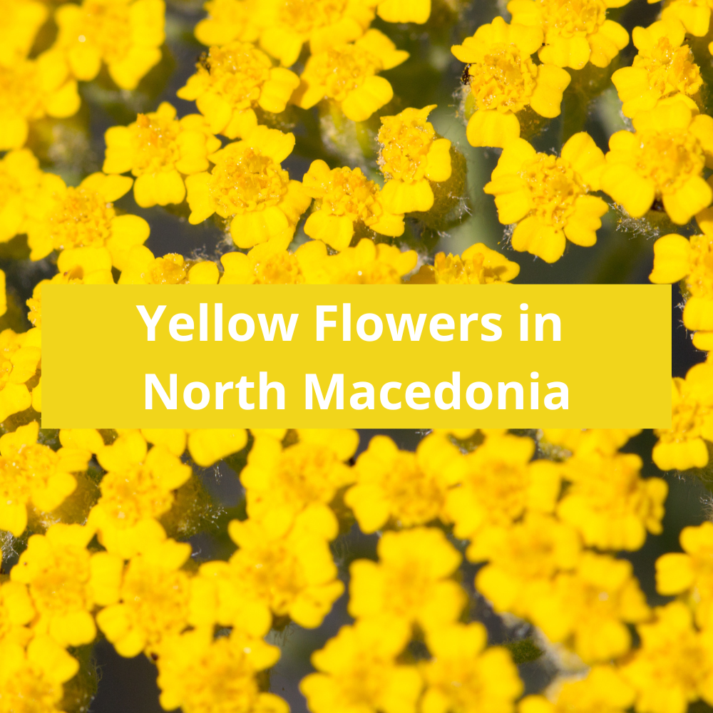 Yellow Flowers in North Macedonia