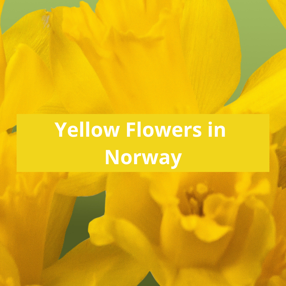 Yellow Flowers in Norway