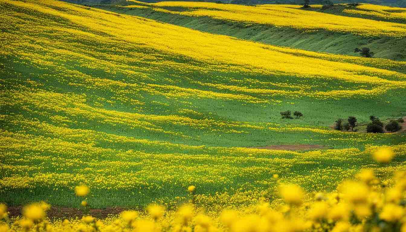 Yellow Flowers in Burundi