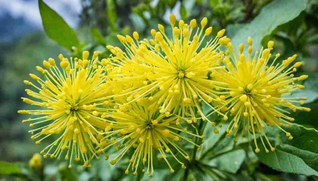 Yellow Flowers in Nepal