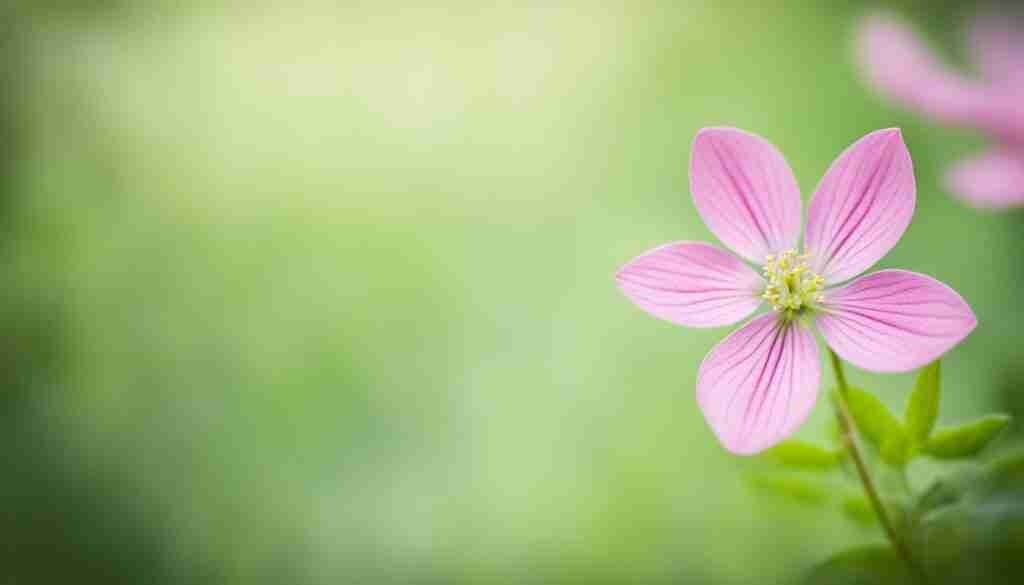 Pink Flowers in Sweden