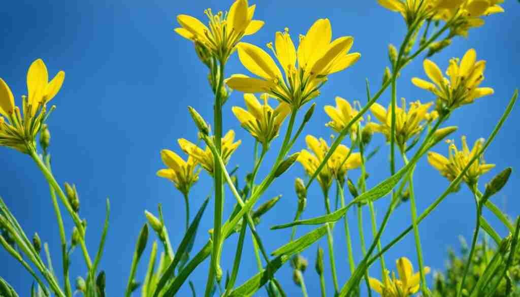 Yellow Flowers in Marshall Islands