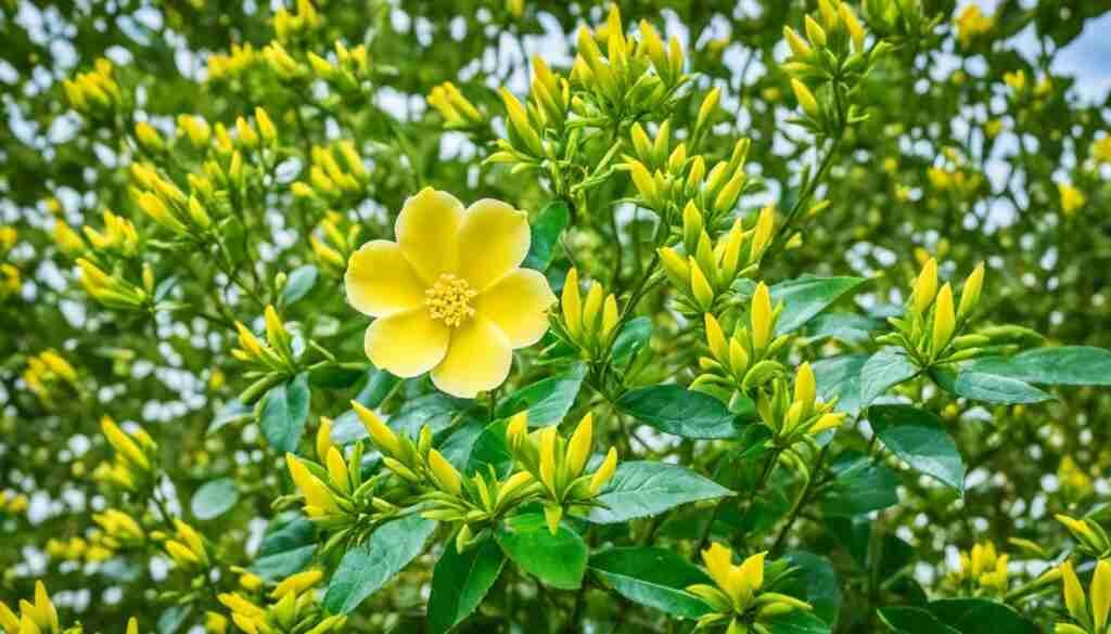 Yellow Flowers in Dominican Republic