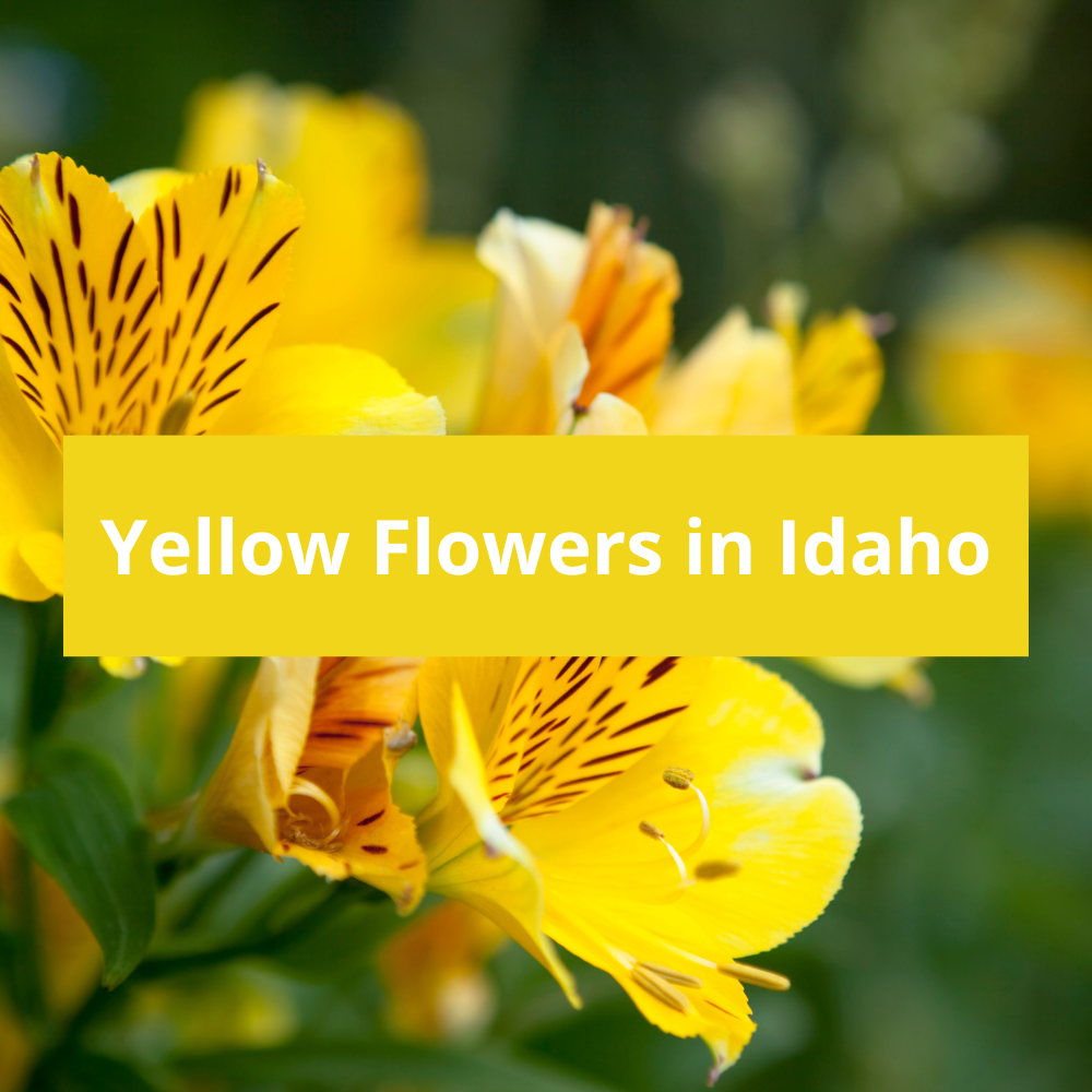 Yellow Flowers in Idaho